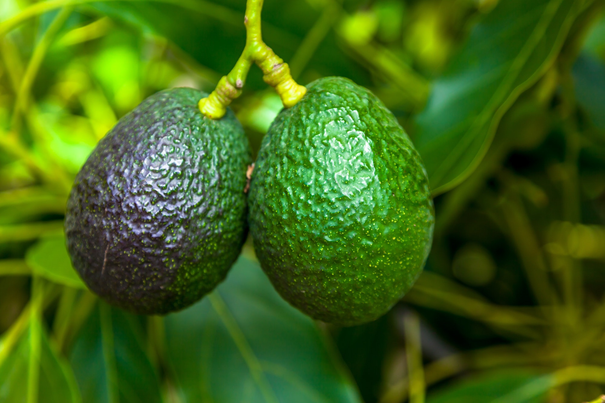 Avocado: dopo quanto una pianta fa i frutti? - EccoQuanto