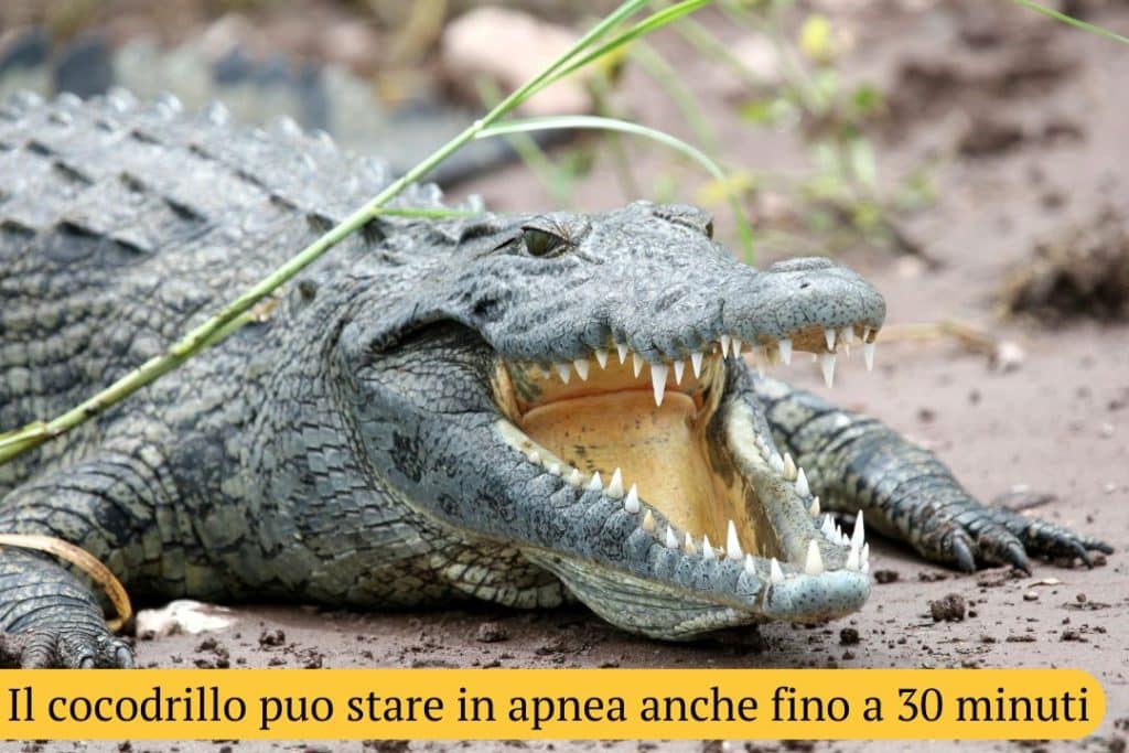 Quanto vive un coccodrillo? - EccoQuanto