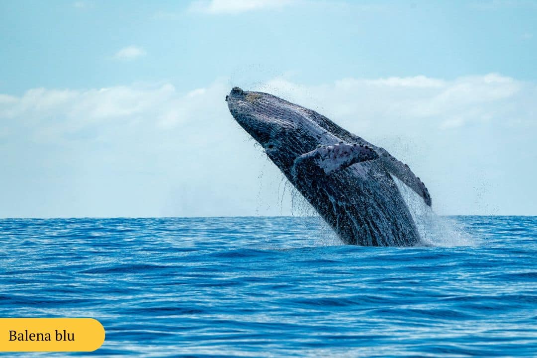 Quanto vive una balena? - EccoQuanto